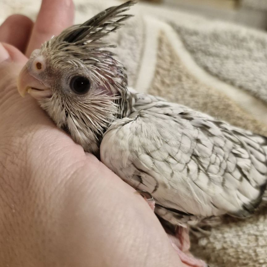 Попугай карелла птенцы в спб