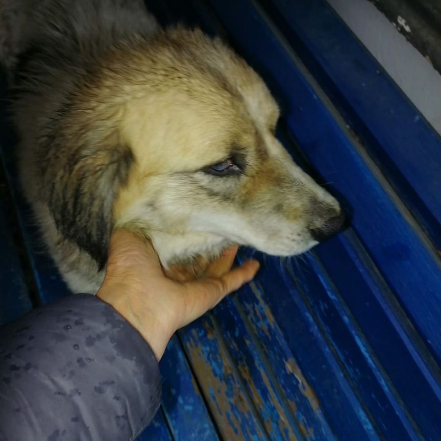 Слепой малыш ищет дом