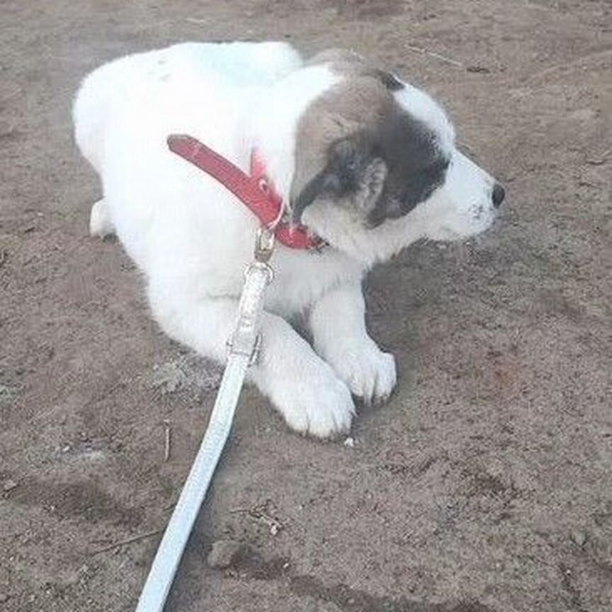 Щенок ищет дом