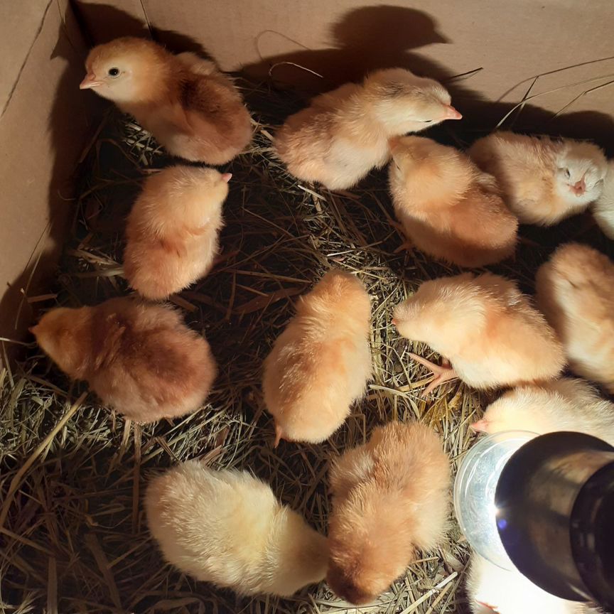 Цыплята