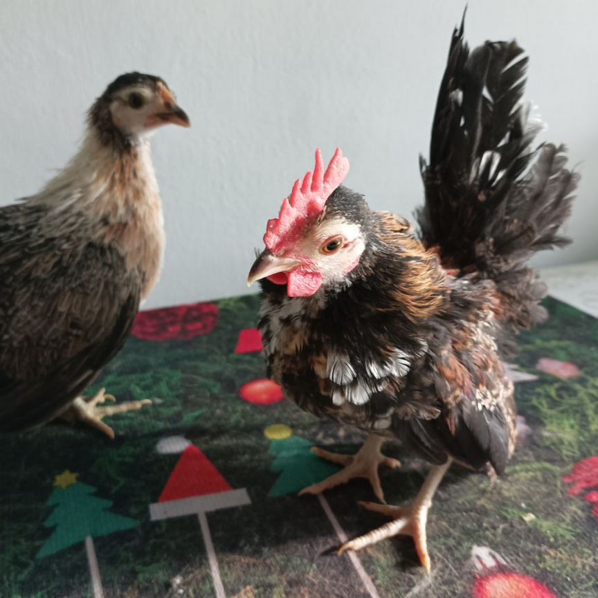 Малазийская серама