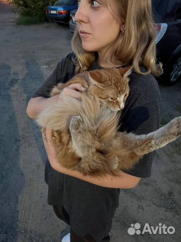 Кот в добрые руки