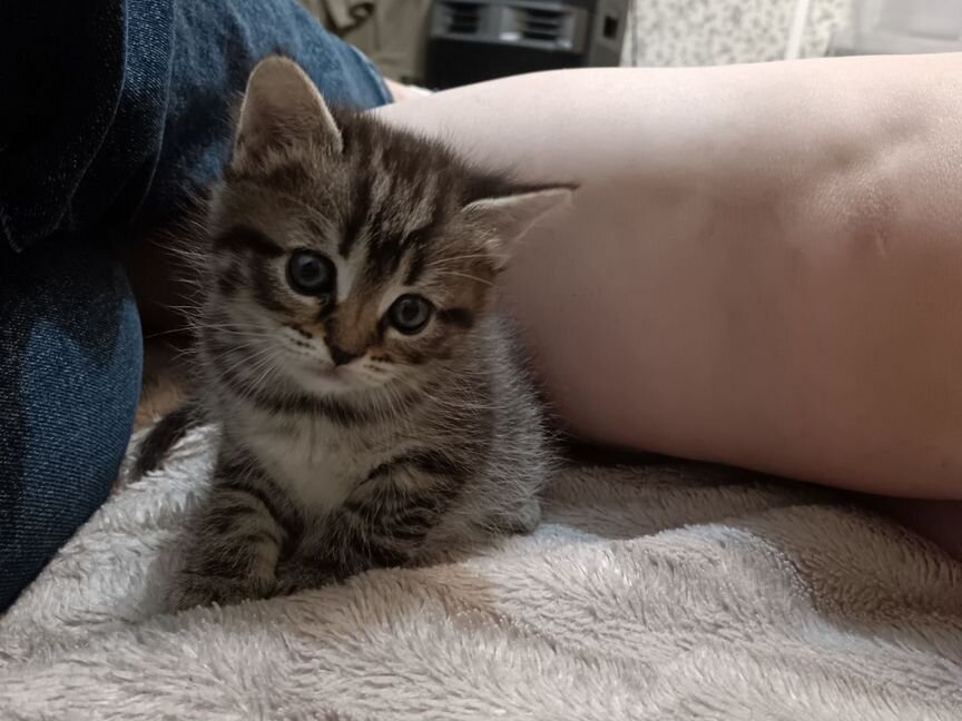 Котята (очень хорошие)