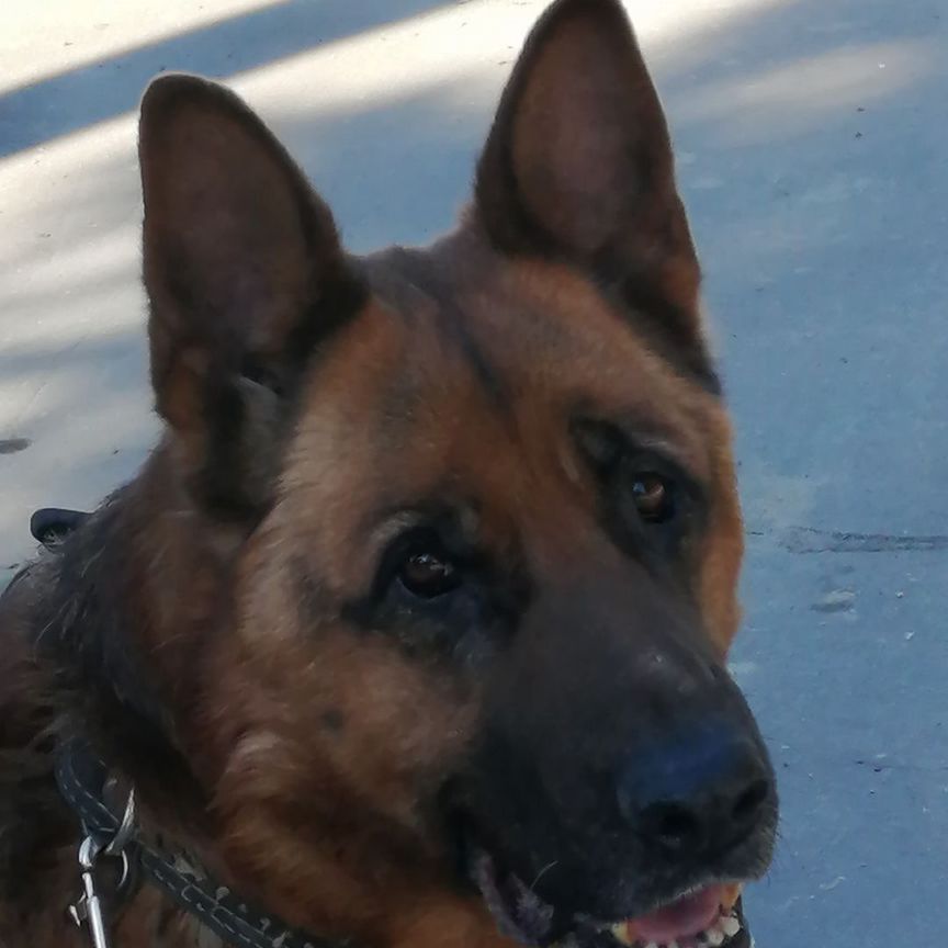 Собака немецкая овчарка