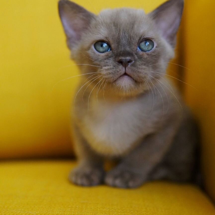 Бурманские котята