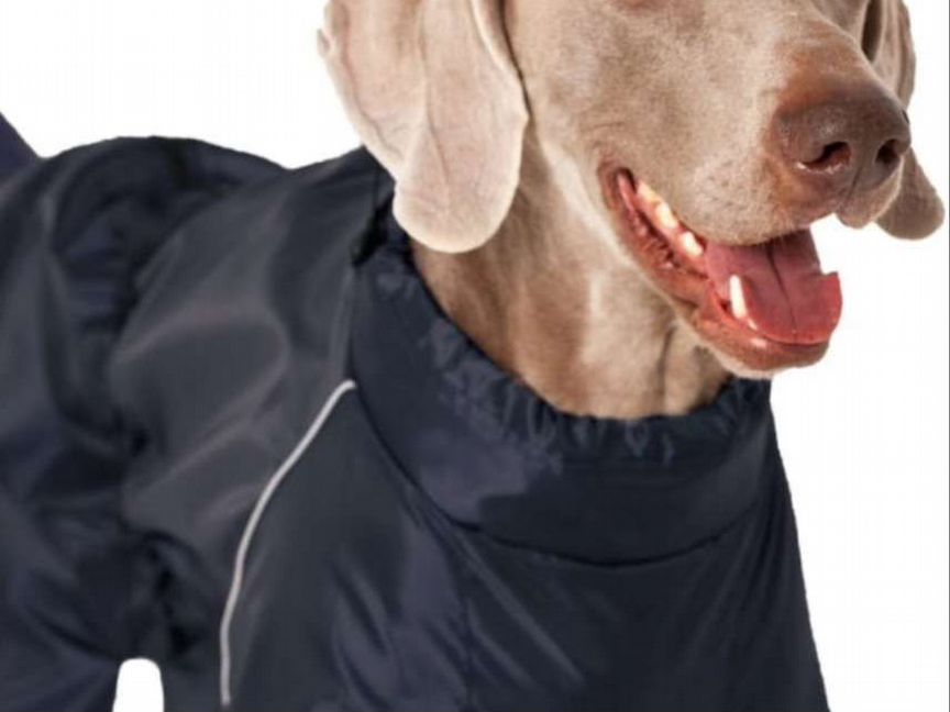 Дождевик на собаку