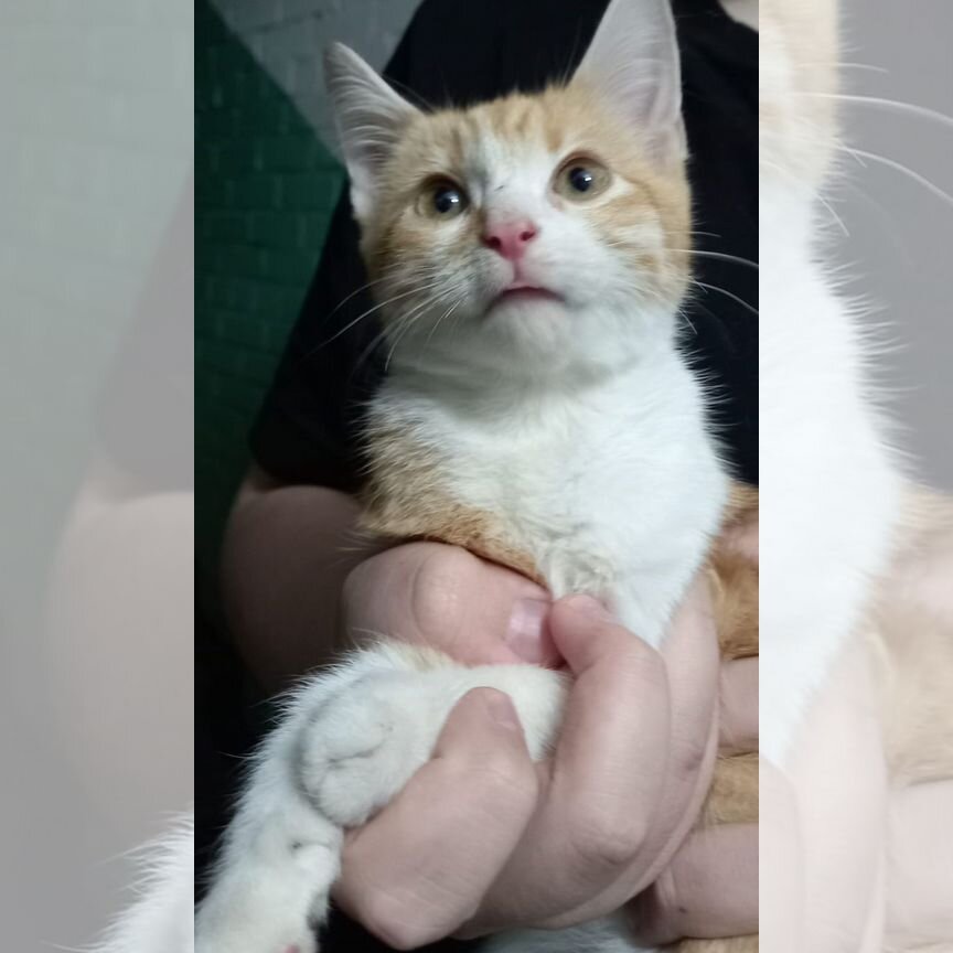 Котёнок в добрые руки