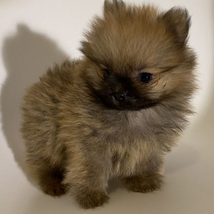 Померанский шпиц, щенок