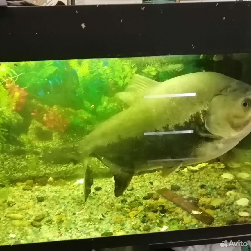 Живая рыба