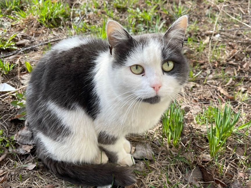 Скромная кошечка мечтает обрести дом