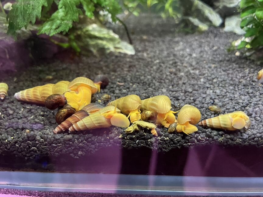 Улитки тиломелания оранжевый кролик