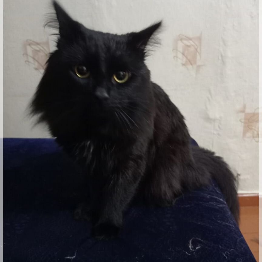 Черный кот