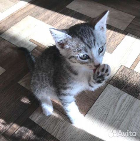 Отдам котёнка