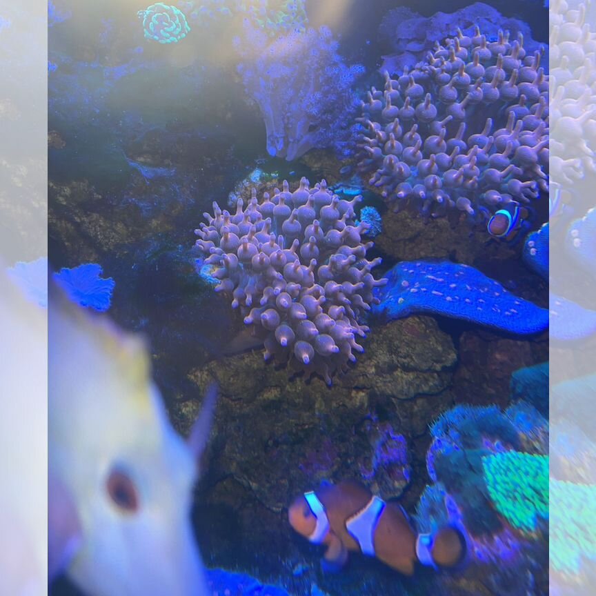 Морские кораллы