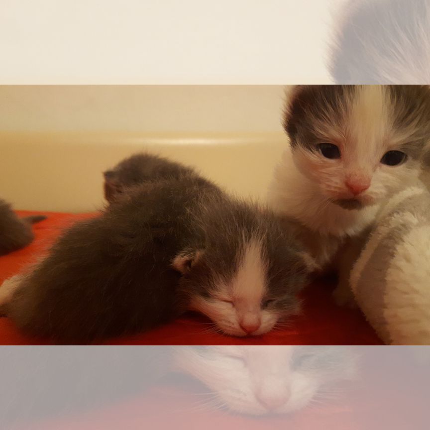 Котёнок в добрые руки