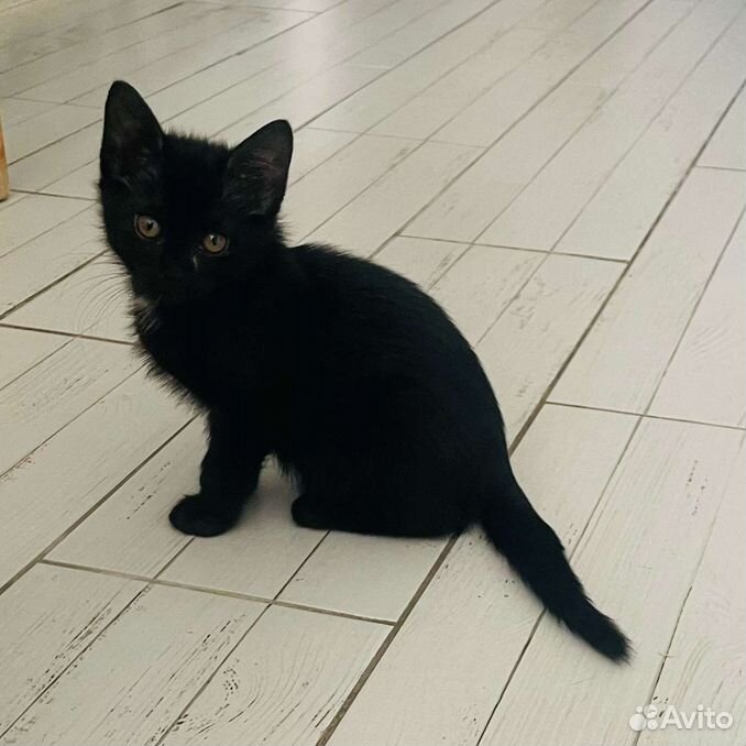 Домашний котенок, 2 месяца, девочка