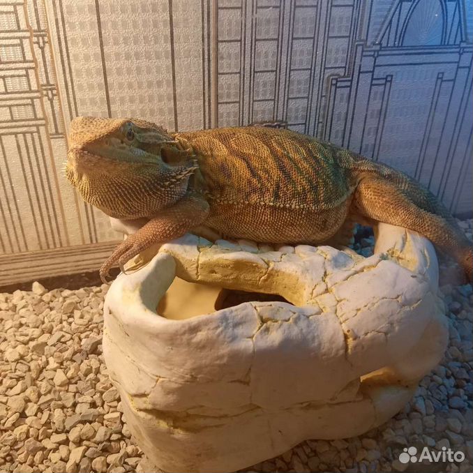 Бородатая агама с террариумом