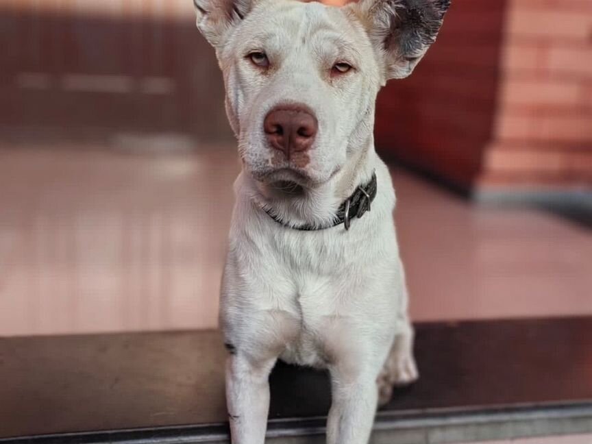 Молодая собака в добрые руки