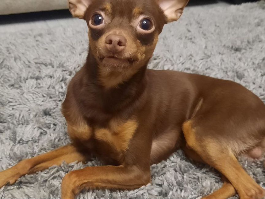 Мини той-терьер вязка