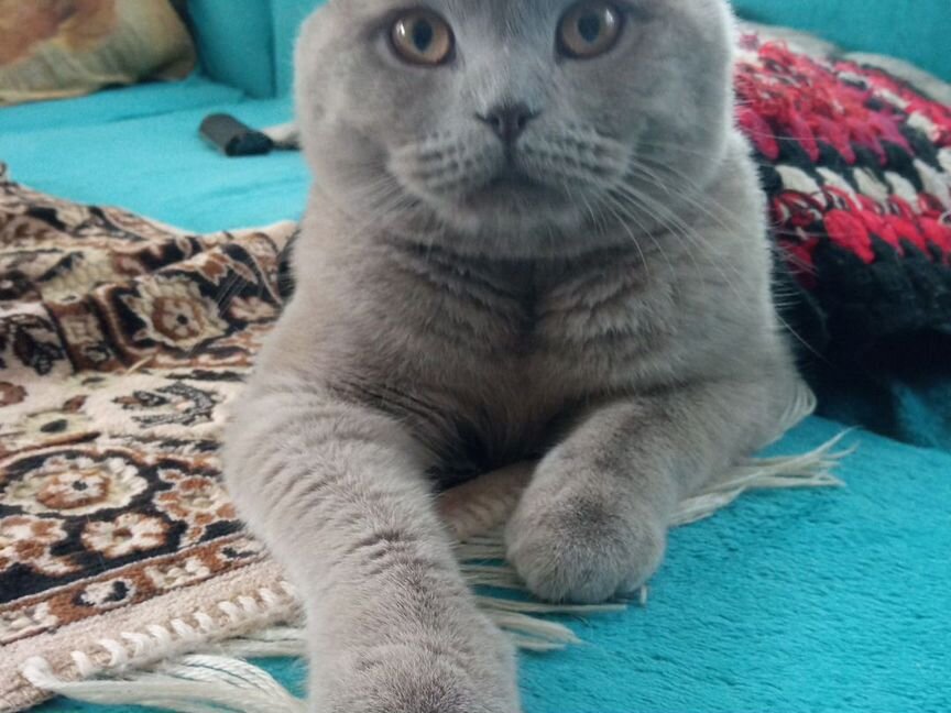 Шотландский вислоухий кот на вязку