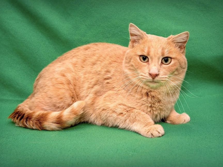 Пристраиваются рыжие красавчики