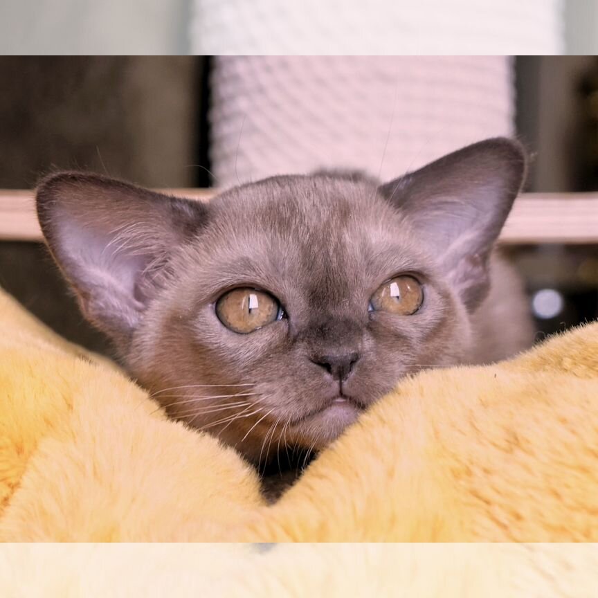 Европейский бурманский котёнок