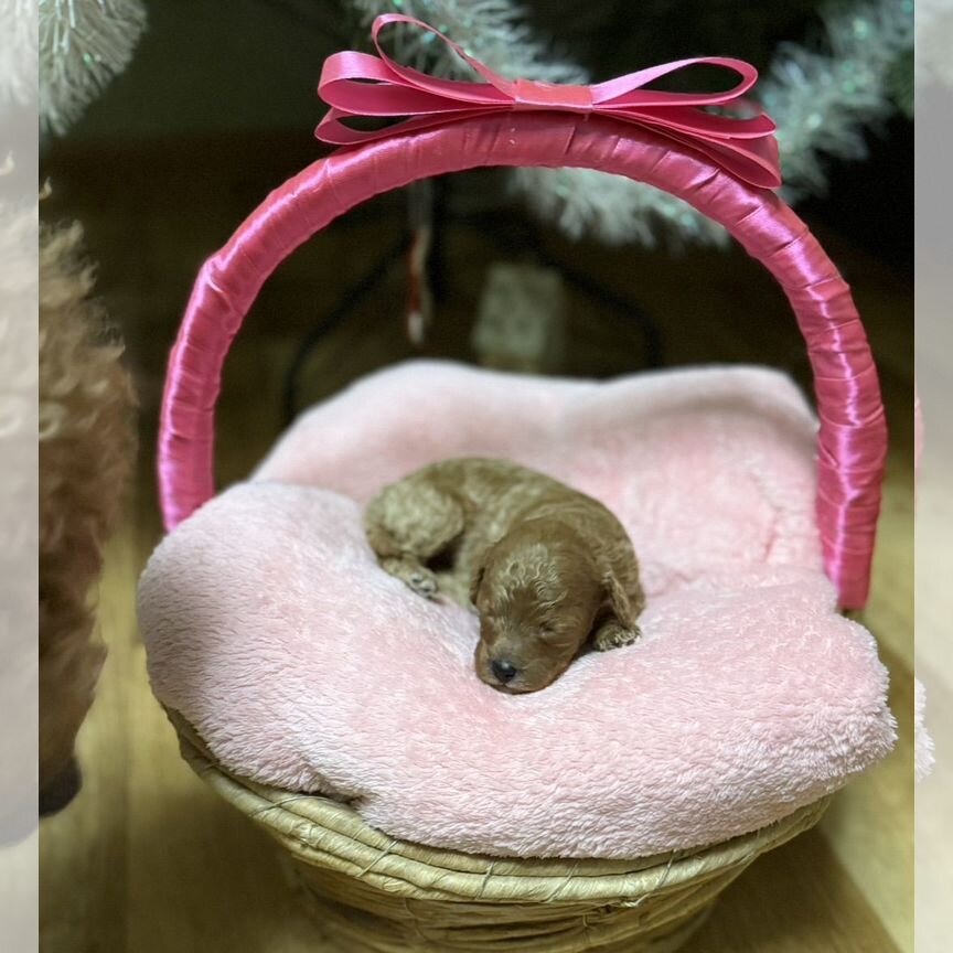 Пудель, щенок