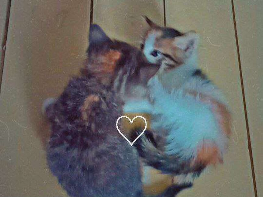 Кошки