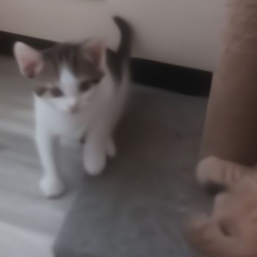 Котёнок в добрые руки