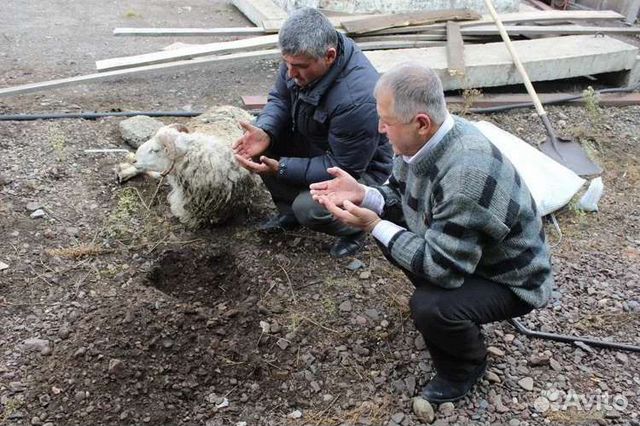 Бараны овцы на Курбан(жертвоприношение)