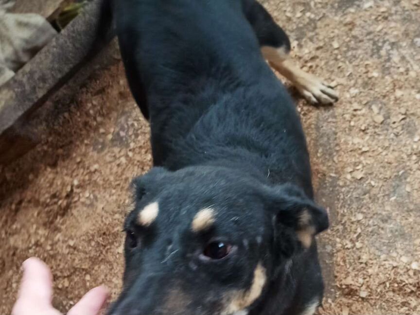 Печальная собака ищет заботливых хозяев