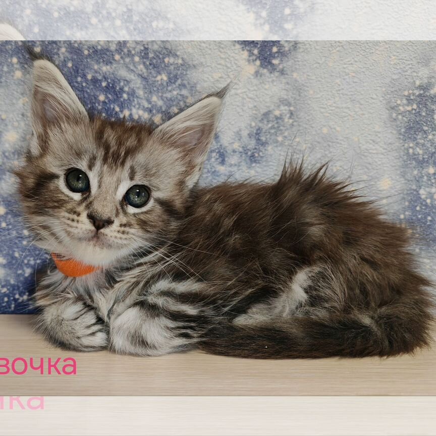 Мейн-кун котёнок