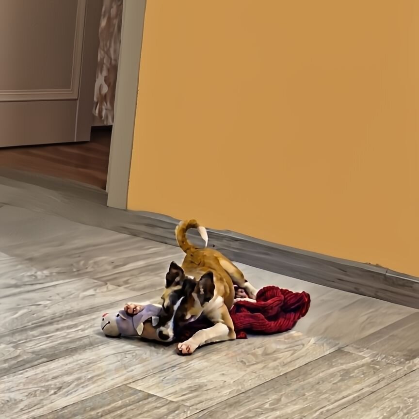 Щенок в добрые руки