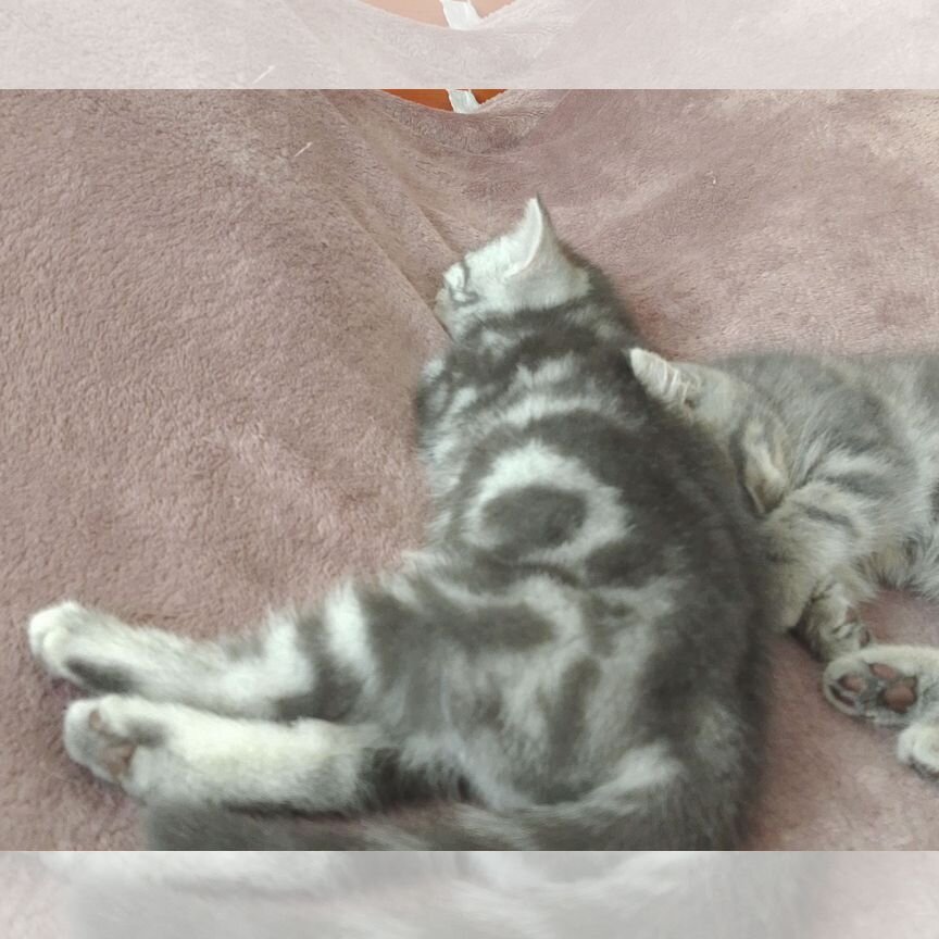 Британский длинношёрстный котёнок