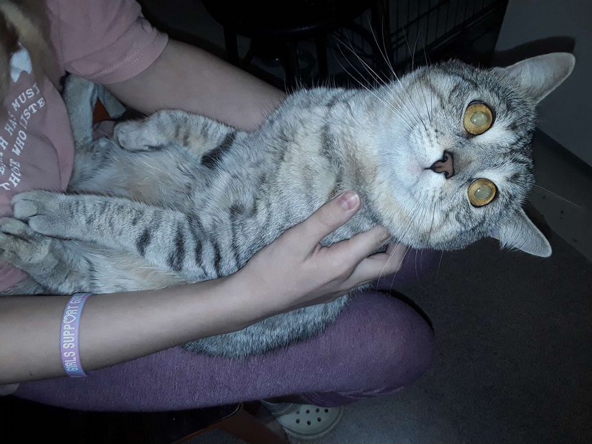 Кот шотландец метис