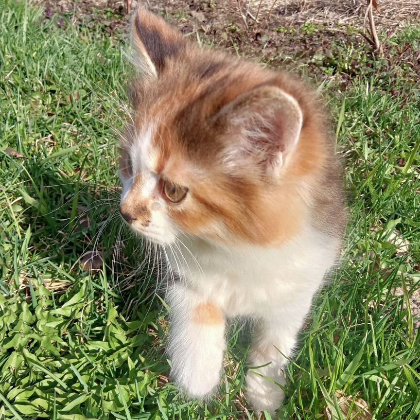 Британский короткошёрстный котёнок