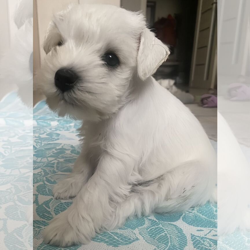 Цвергшнауцер, щенок