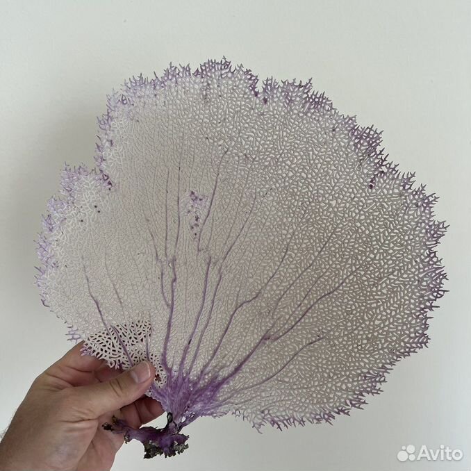 Коралл с Атлантического океана