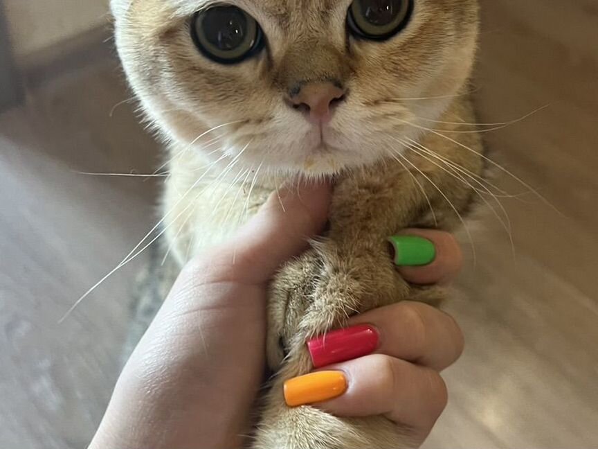 Золотая шиншила в добрые руки