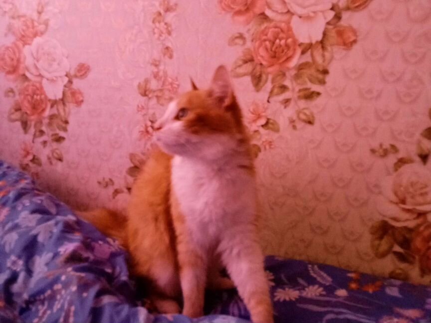 Кошка
