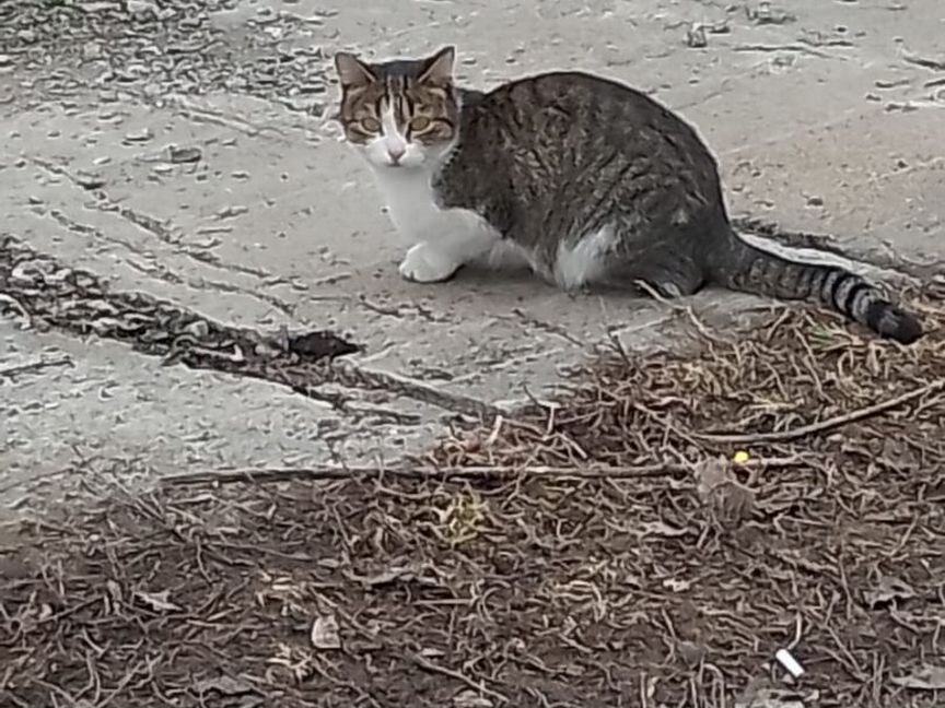 Бездомная Кошка ищет дом