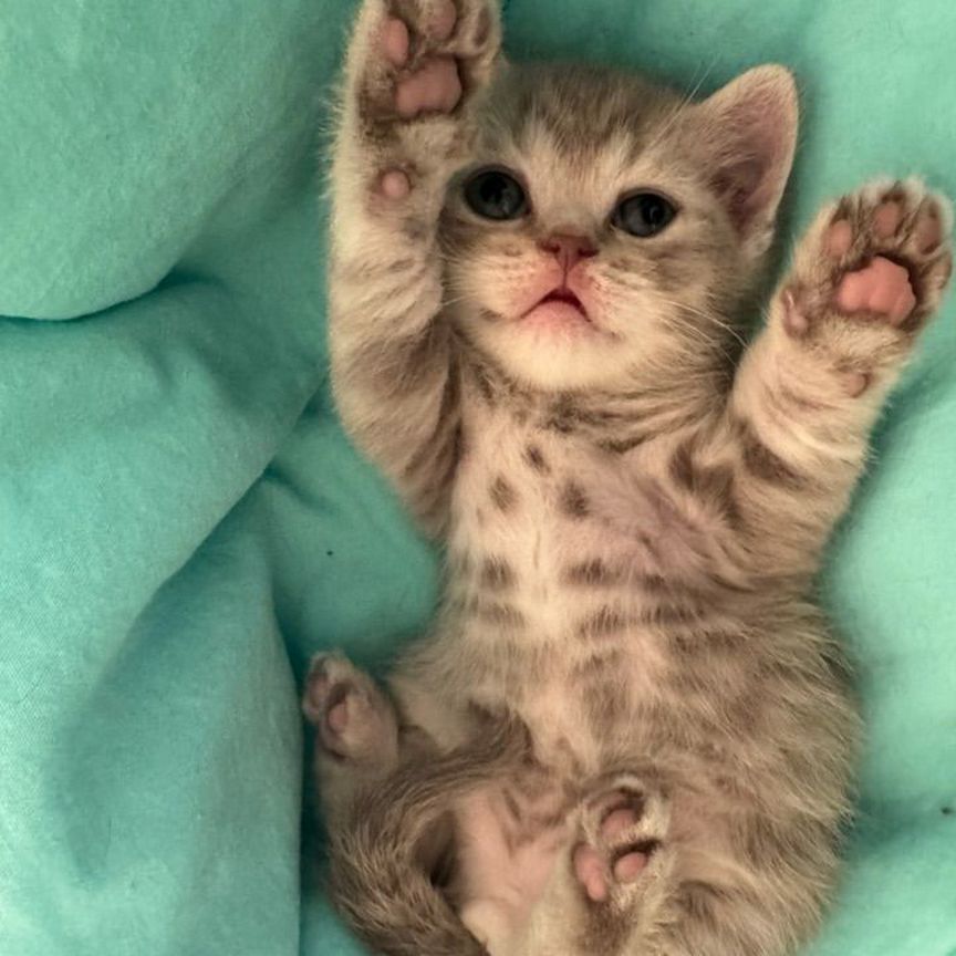 Котята шотландцы прямоухие