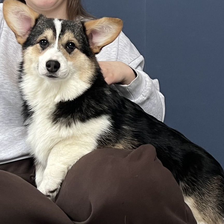 Вельш Корги Пемброк, щенок