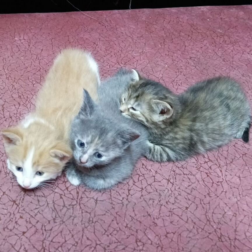 Отдам в добрые руки котяток