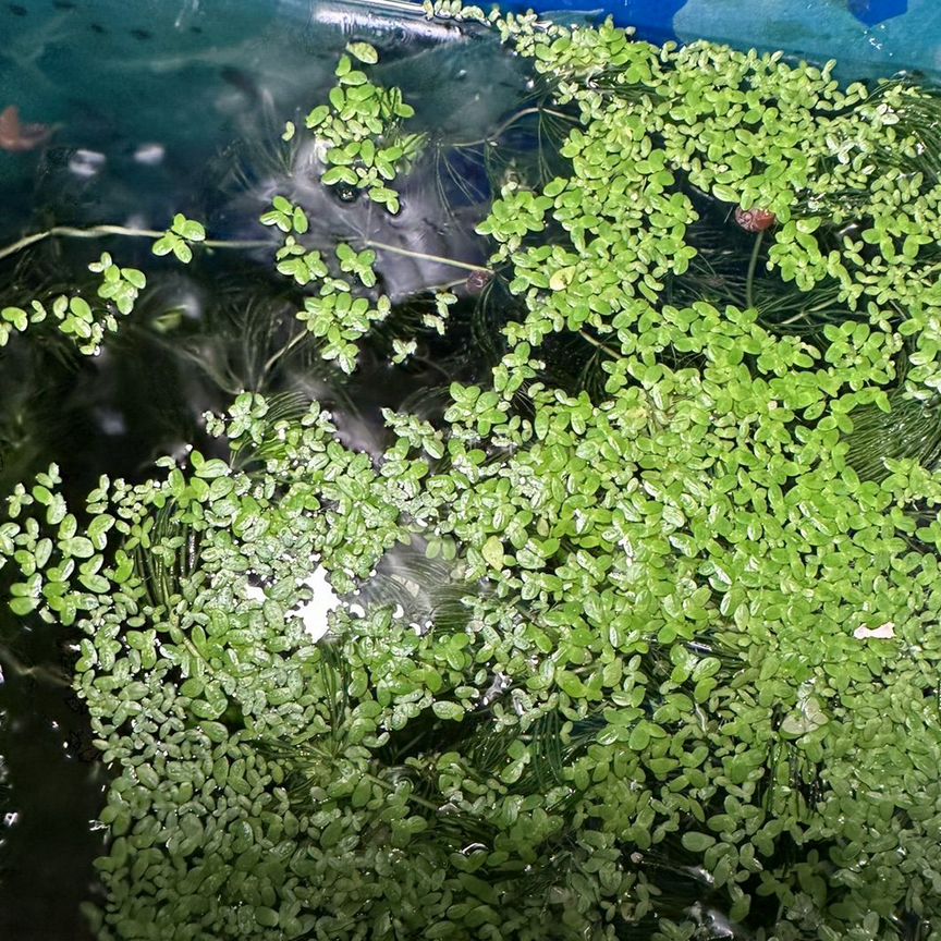 Аквариумное растение ряска