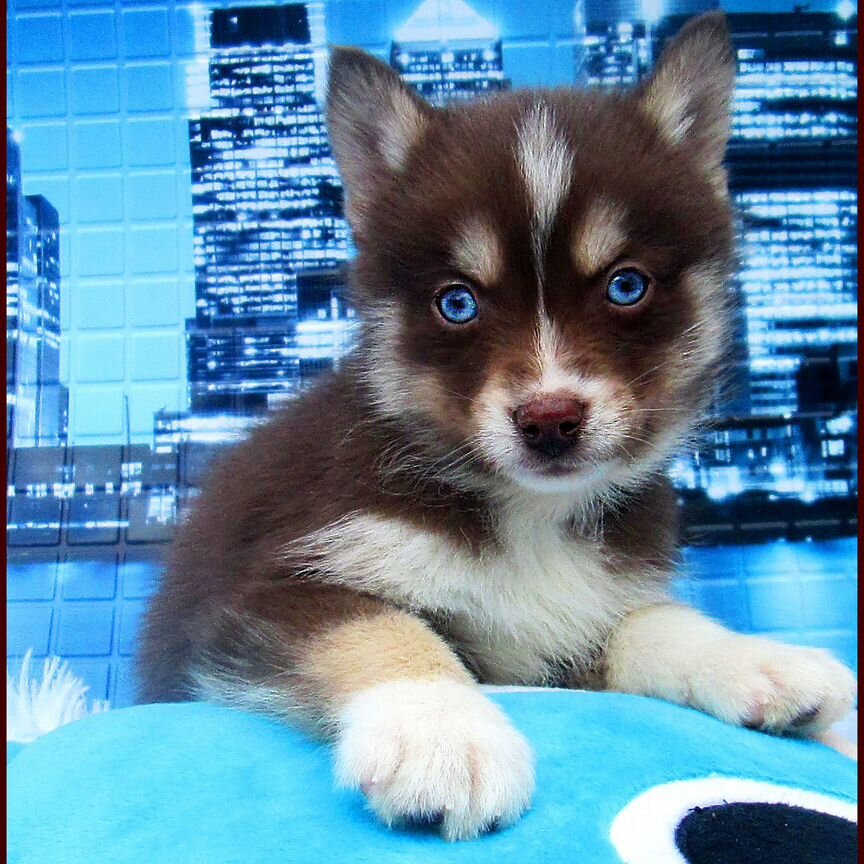 Это красивый мальчик.Маленький по размеру помски Г