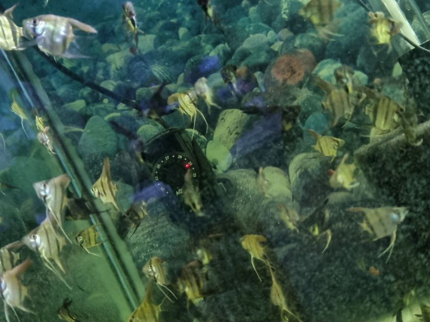 Мальки Скалярий