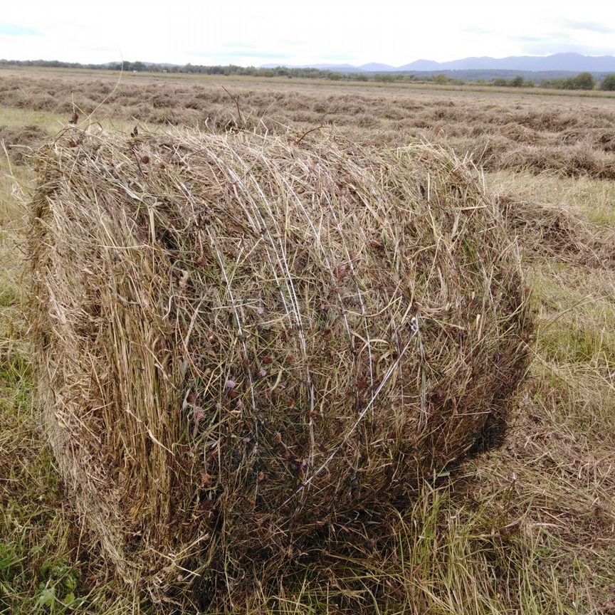 Сено в тюках