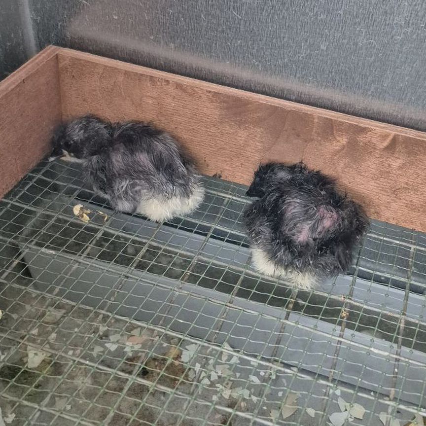 Цыплята Сильверудд Блу