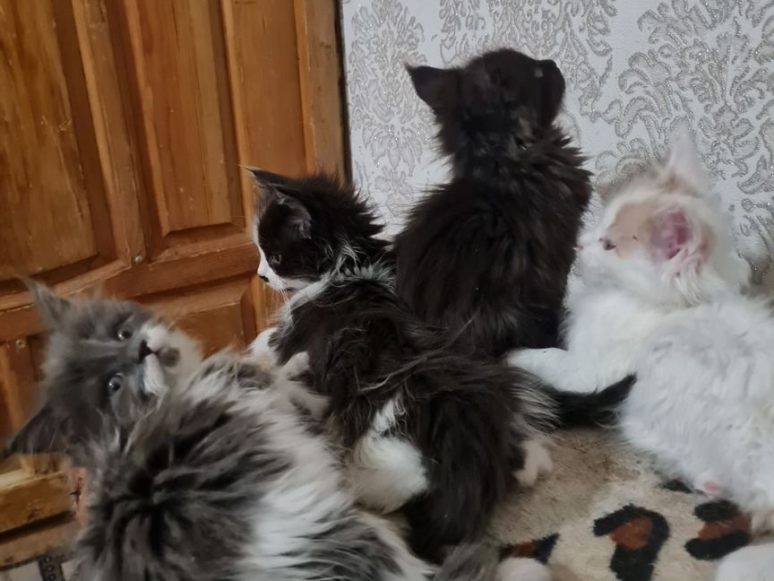 Кошка